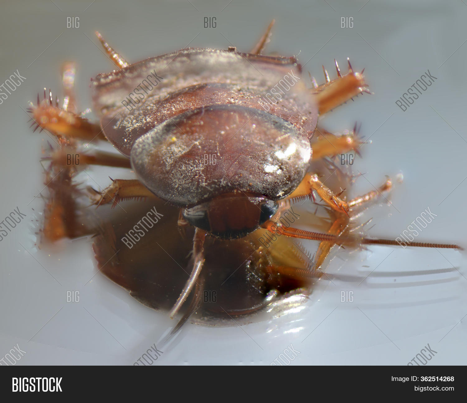 Red Cockroach Image & Photo (Free Trial) | Bigstock