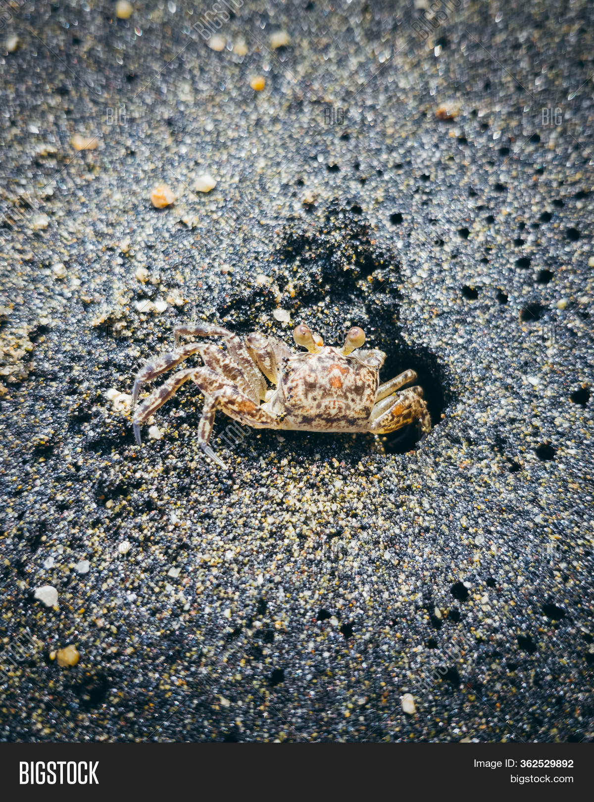 Small Sand Crab Image & Photo (Free Trial) | Bigstock