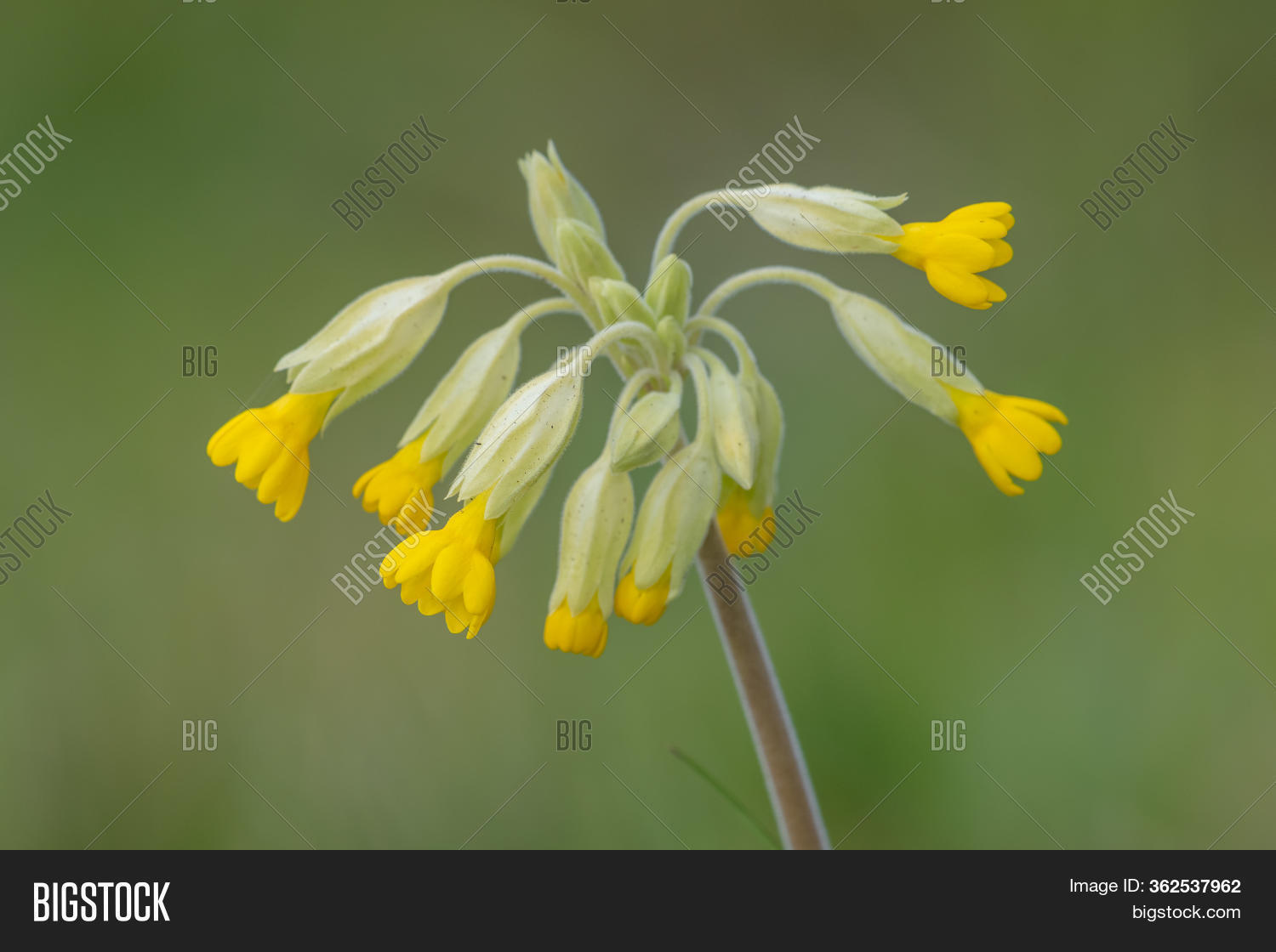 Close Common Cowslip ( Image & Photo (Free Trial) | Bigstock