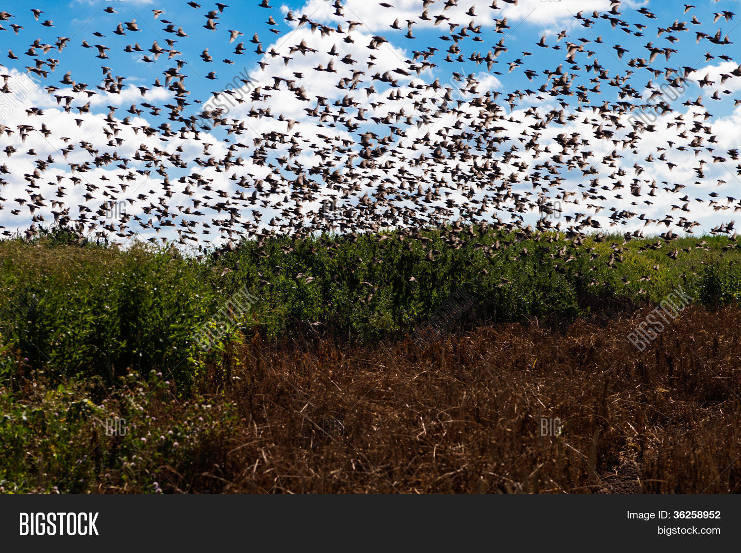 Birds Field Image & Photo (Free Trial) | Bigstock