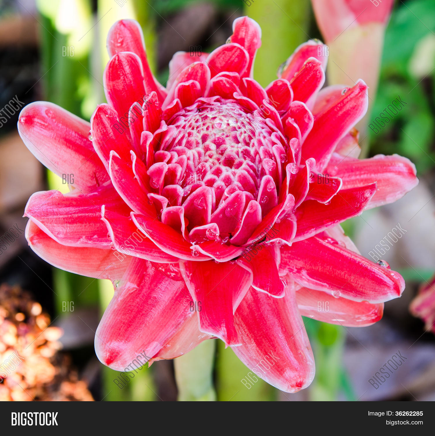 Etlingera Elatior Image & Photo (Free Trial) | Bigstock