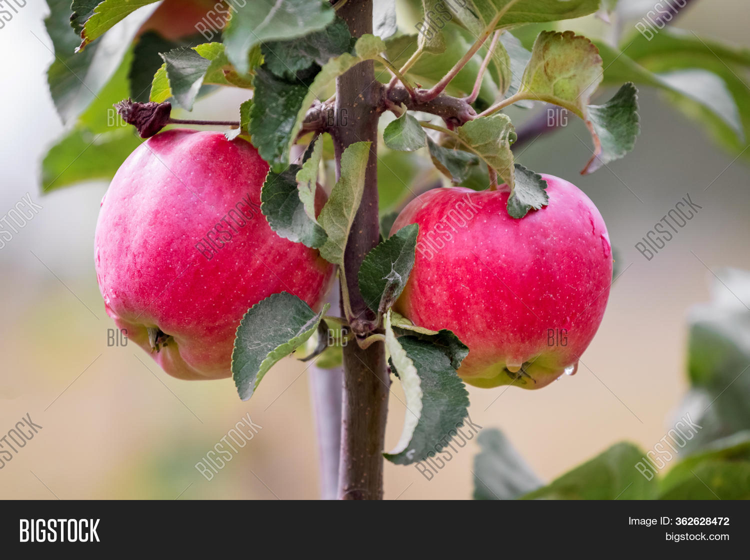 Red Ripe Juicy Apples Image & Photo (Free Trial) | Bigstock