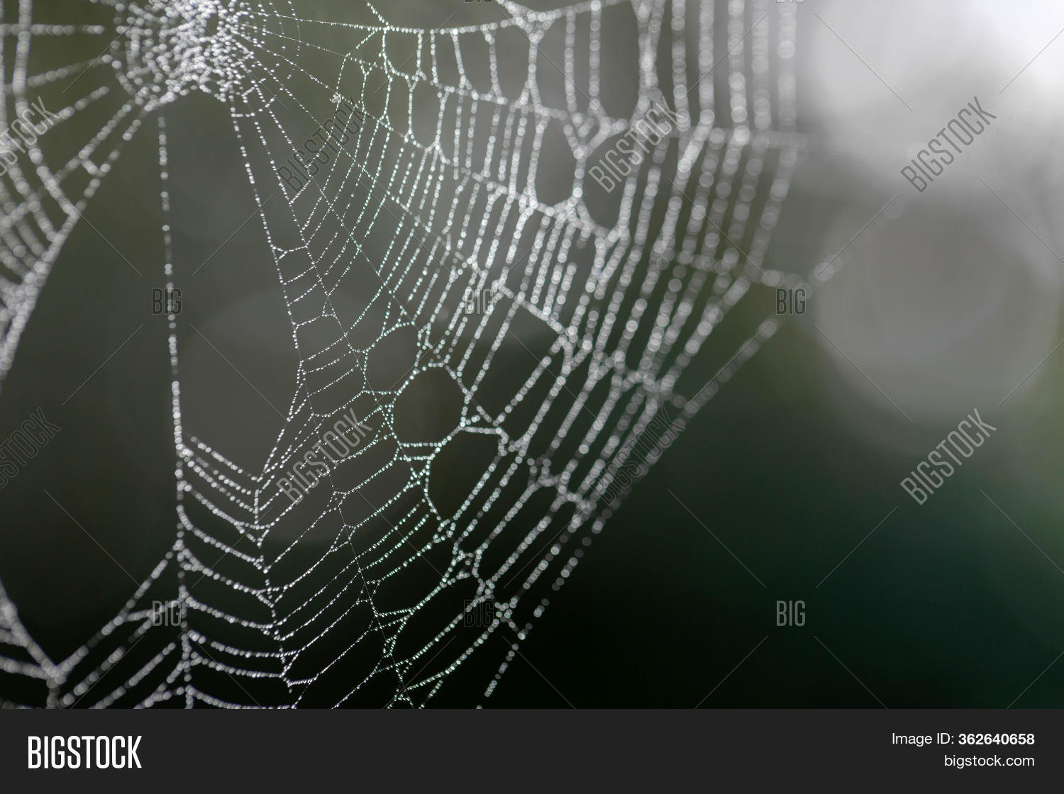 Beautiful Spider Web Image & Photo (Free Trial) | Bigstock