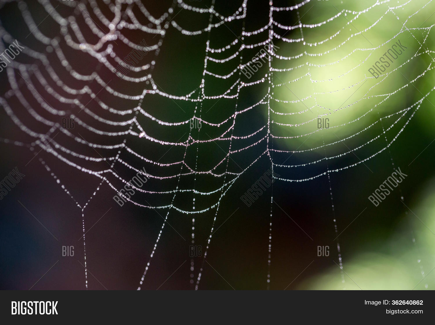 Beautiful Spider Web Image & Photo (Free Trial) | Bigstock