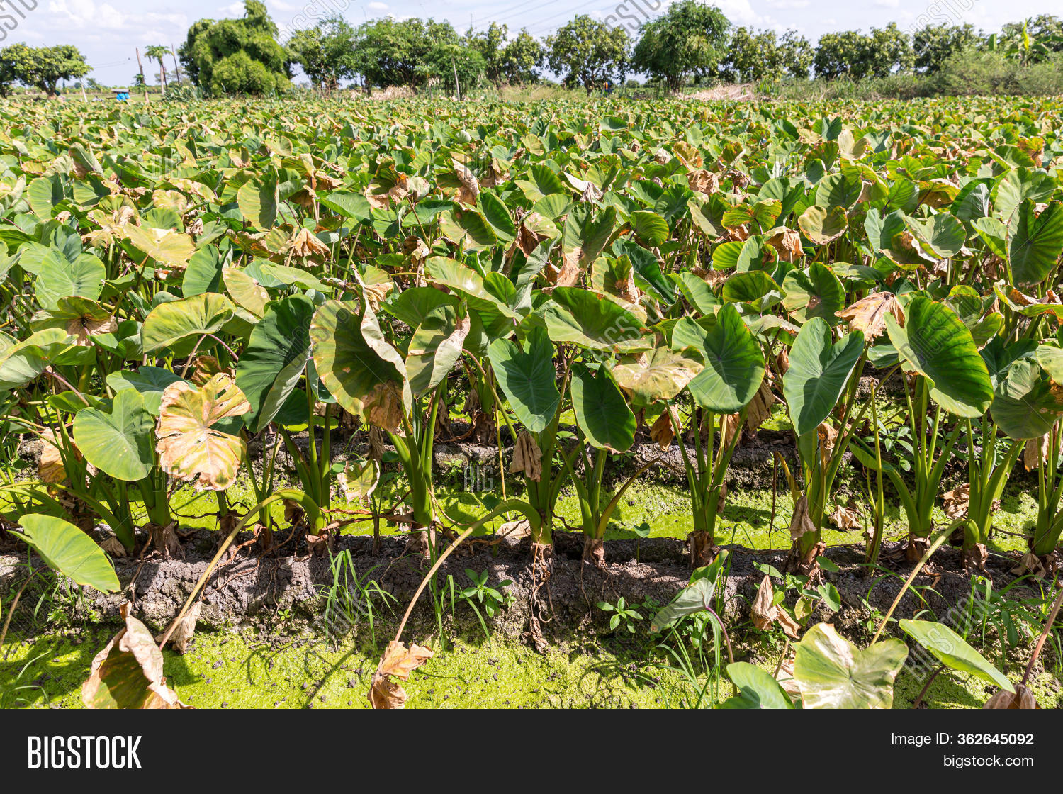 Green Taro Plant. Image & Photo (Free Trial) | Bigstock