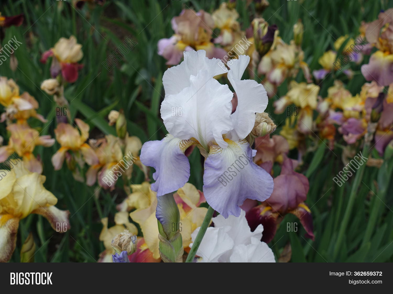 Close View Pale Violet Image & Photo (Free Trial) | Bigstock