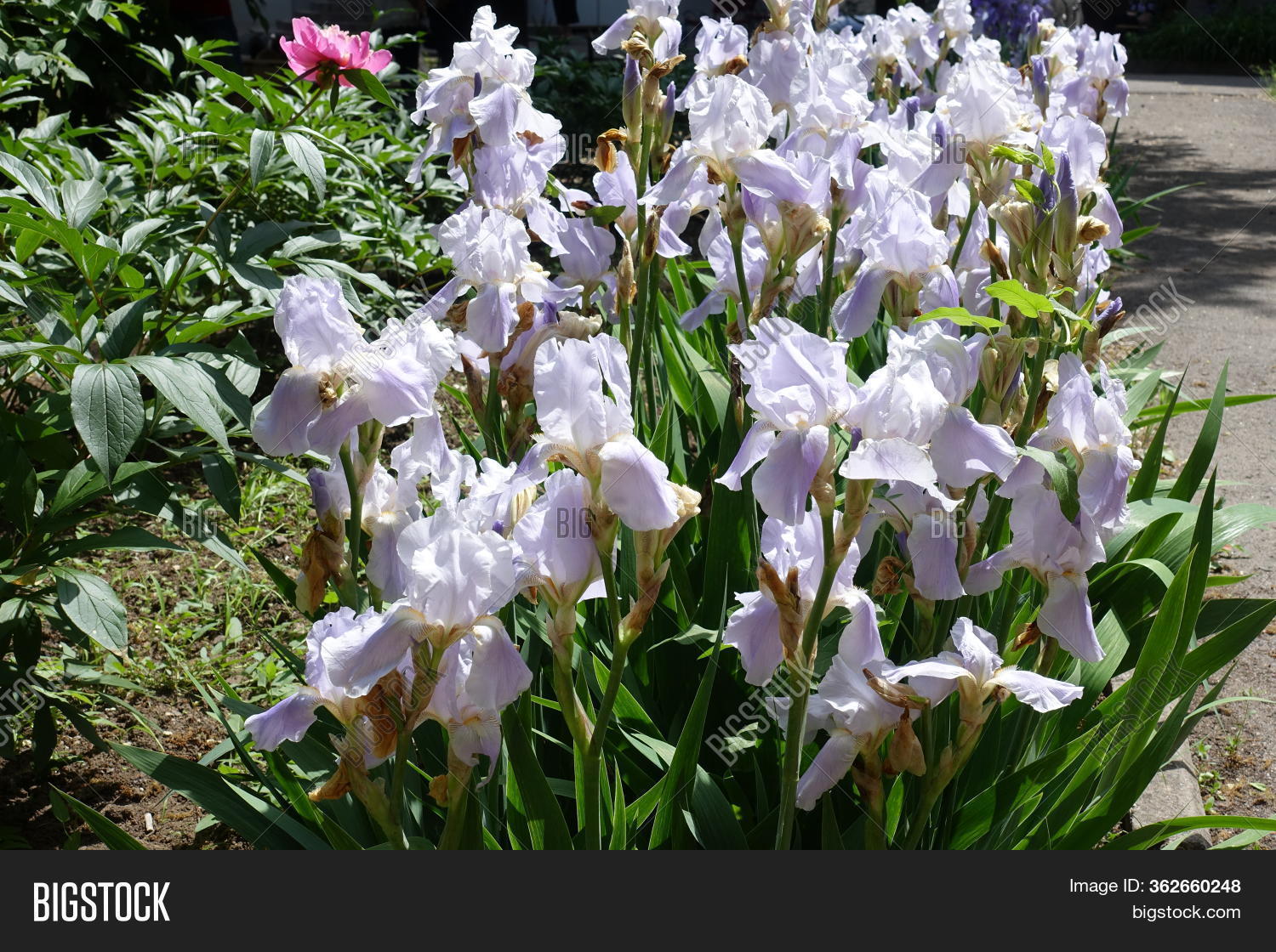 Lots Pale Violet Image & Photo (Free Trial) | Bigstock