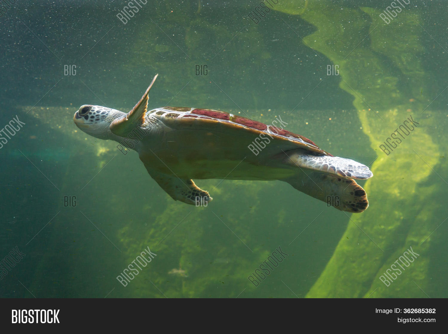 Underwater Turtle Image & Photo (Free Trial) | Bigstock