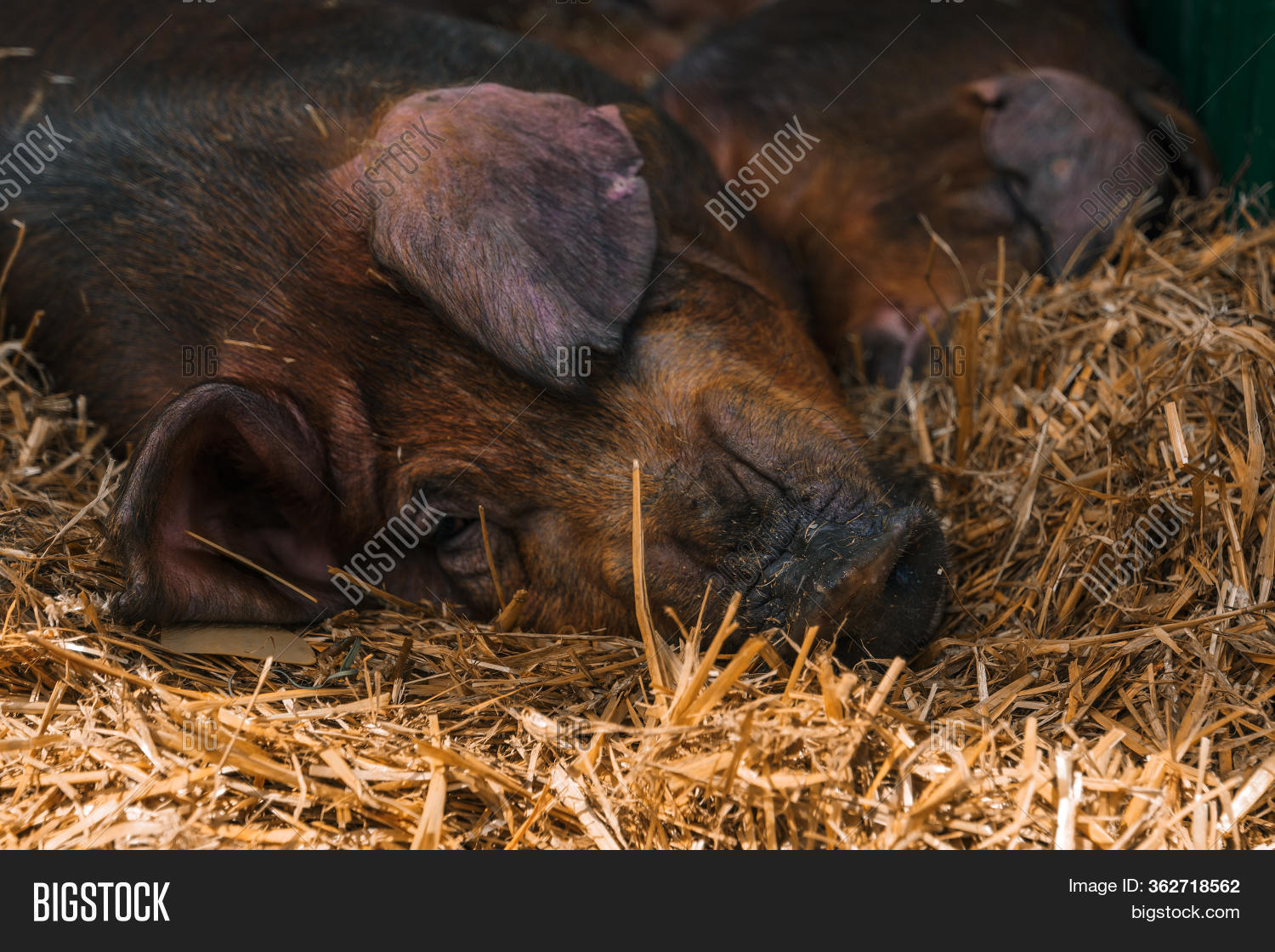 Danish Duroc Pigs Pen Image & Photo (Free Trial) | Bigstock