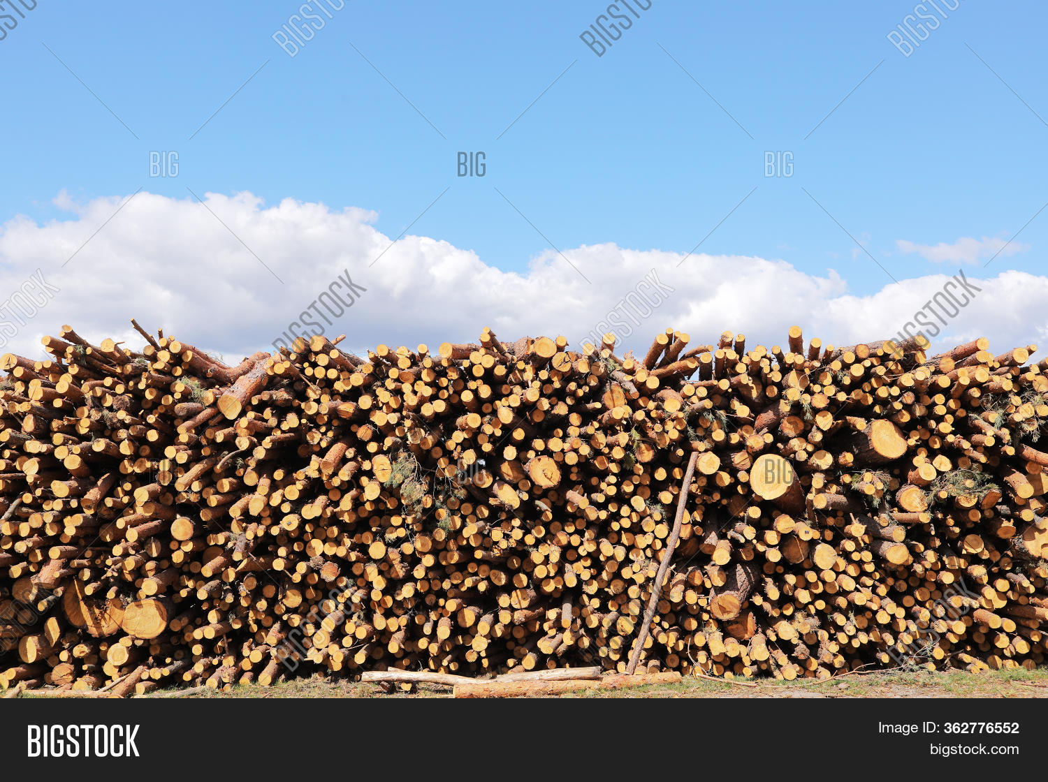 Stack Cut Pine Tree Image & Photo (Free Trial) | Bigstock