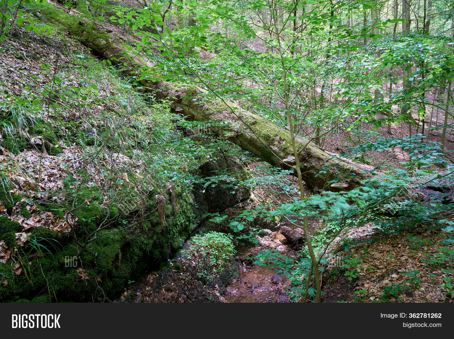 Fallen Tree Trunk Over Image & Photo (Free Trial) | Bigstock