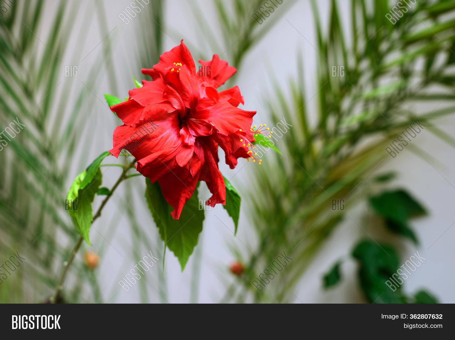 Bright Red Flower Image & Photo (Free Trial) | Bigstock