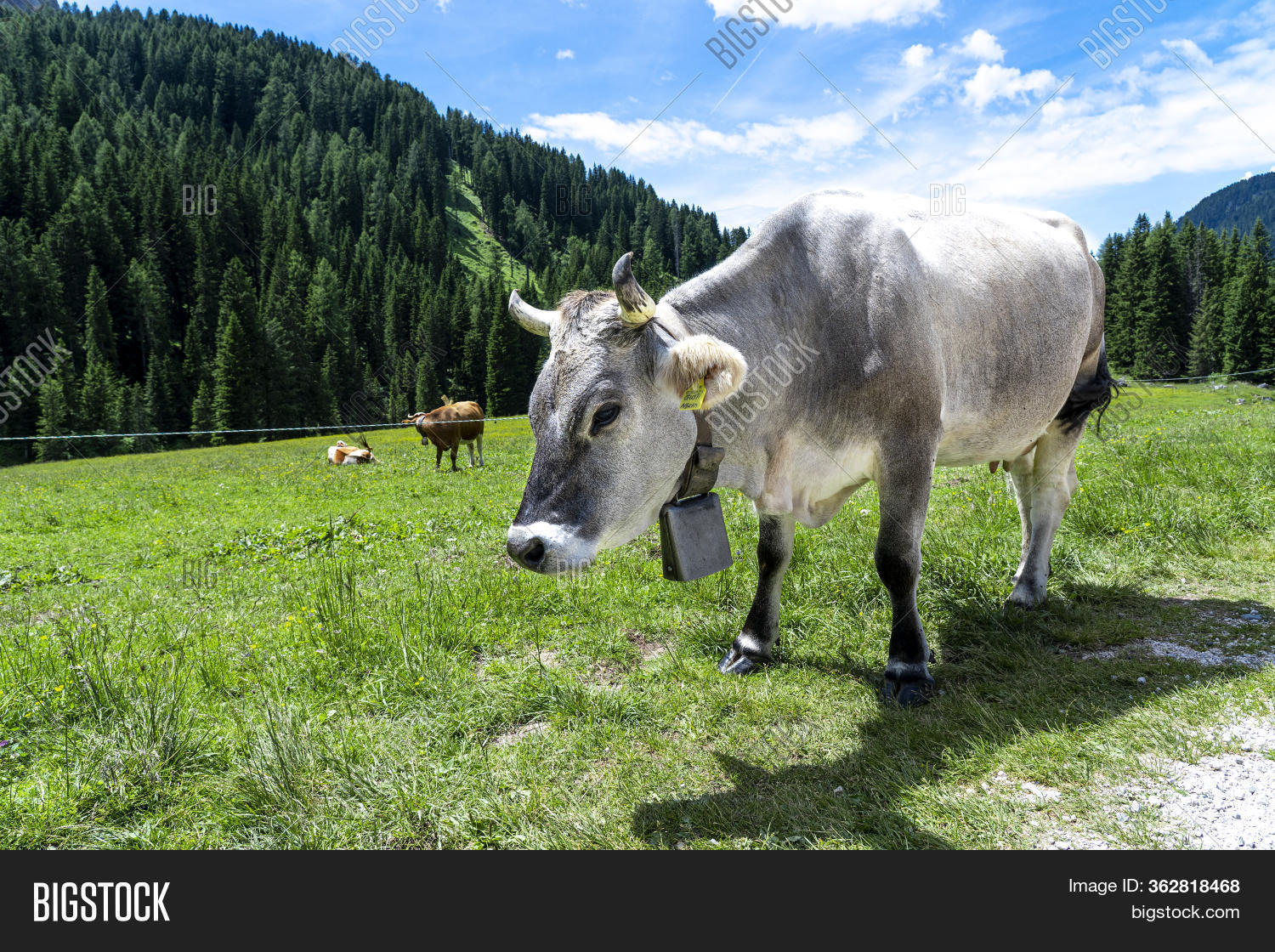 Alpine Gray Cow. Image & Photo (Free Trial) | Bigstock