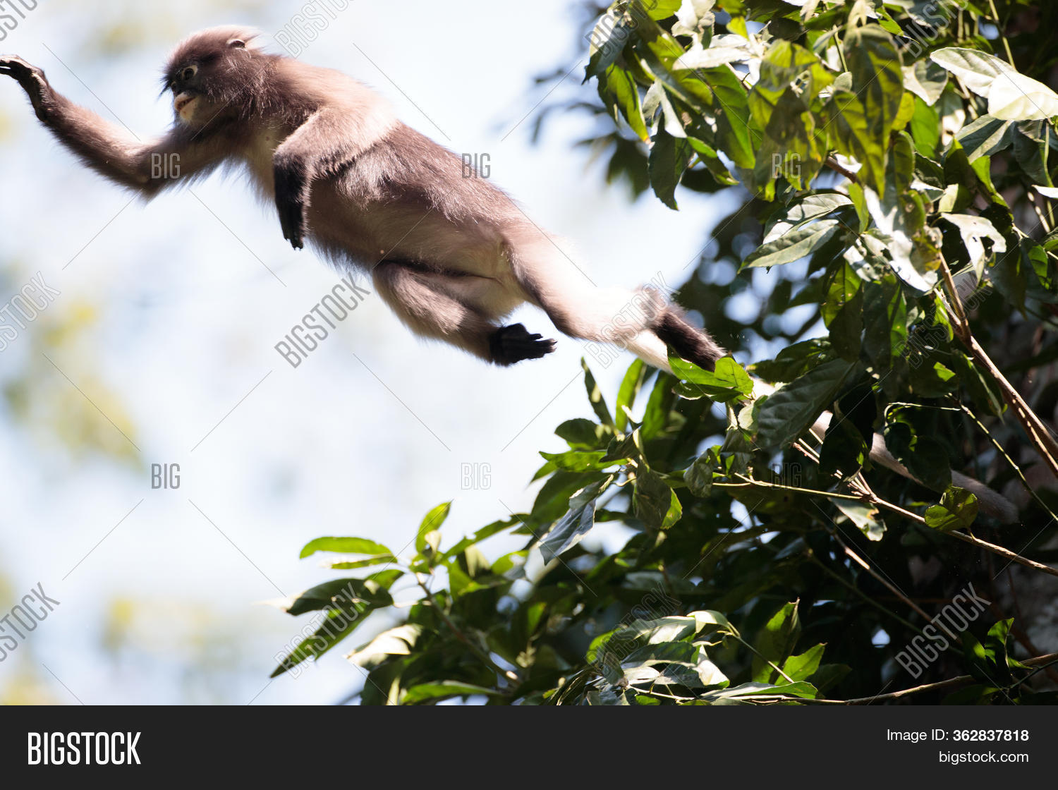 Dusky Leaf Monkey Image & Photo (Free Trial) | Bigstock