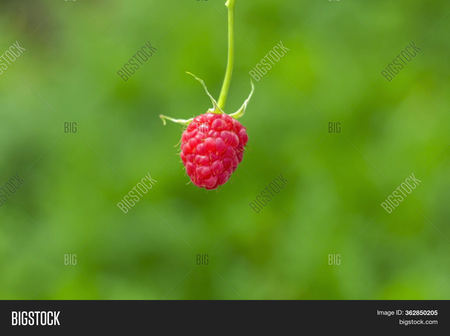 One Juicy Raspberry On Image & Photo (Free Trial) | Bigstock