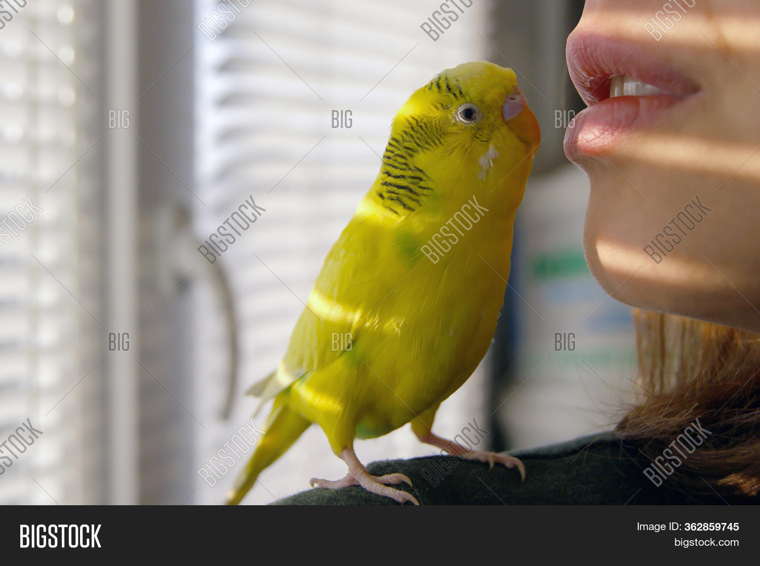 Cute Yellow Parakeets
