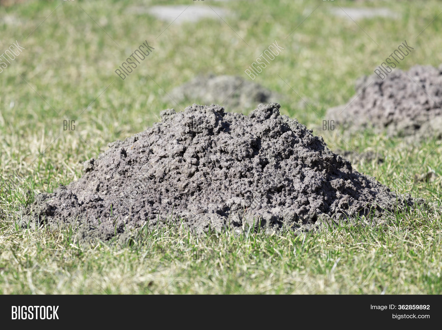 Moles Dug Molehill Image & Photo (Free Trial) | Bigstock