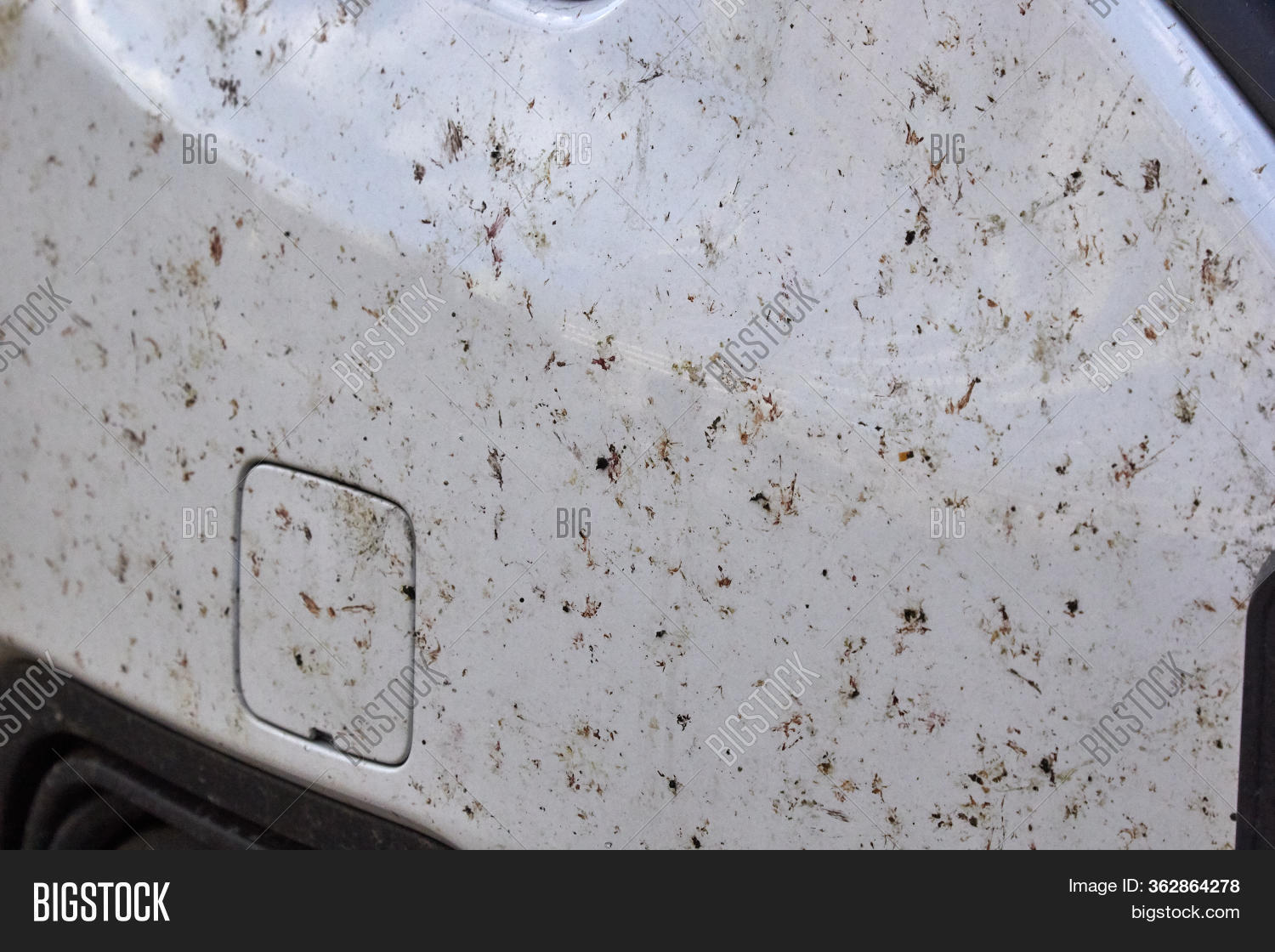 Midges Insects On Image & Photo (Free Trial) | Bigstock