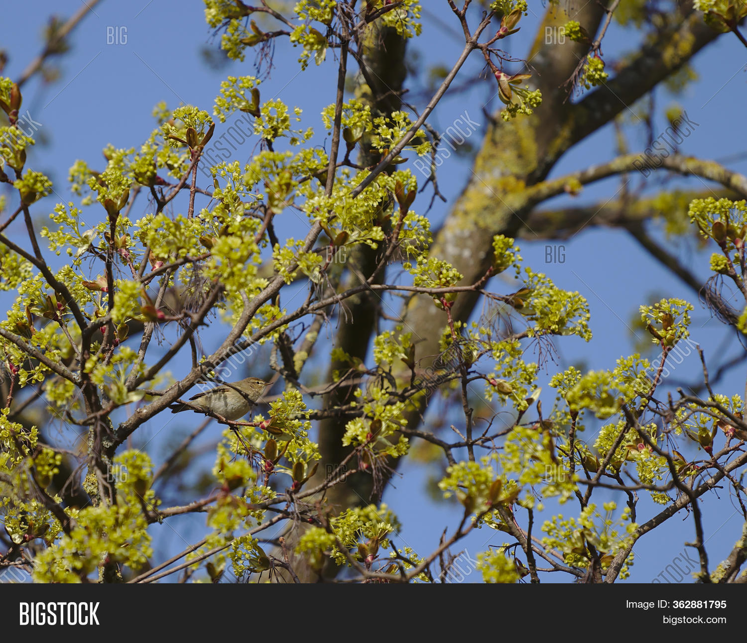 Sparrow Bird Hiding Image & Photo (Free Trial) | Bigstock