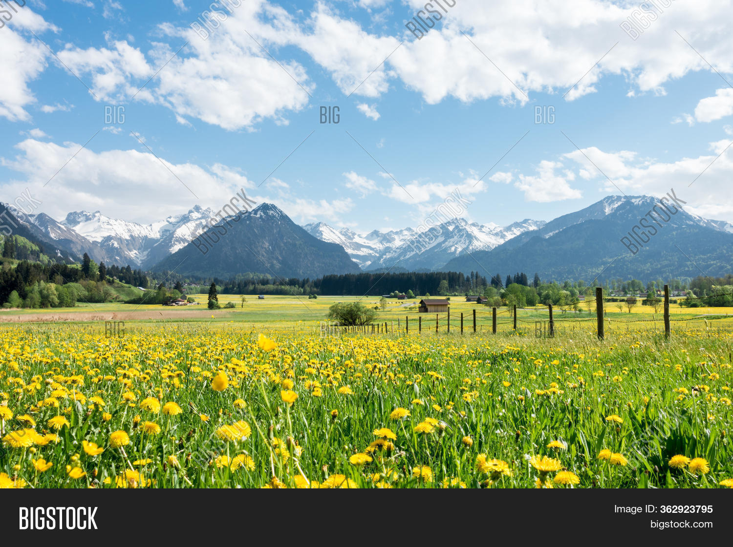 Yellow Flower Meadow Image & Photo (Free Trial) | Bigstock