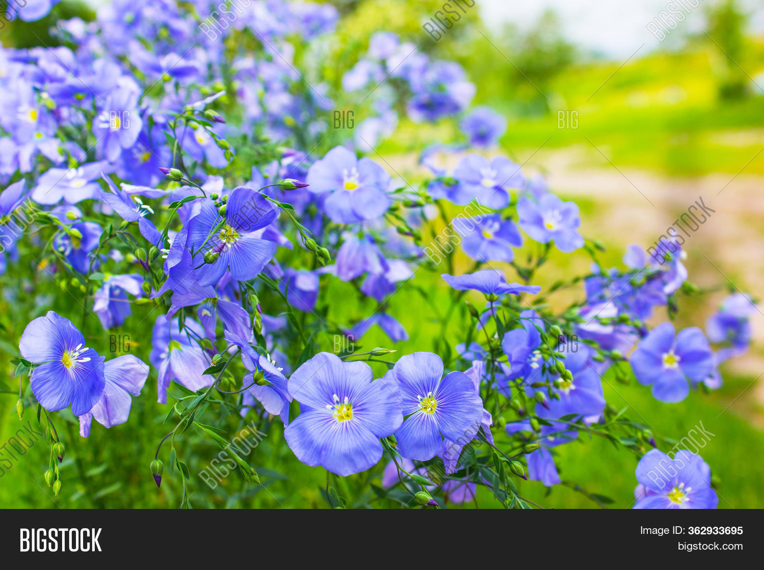 Wild Flax Flowers . Image & Photo (Free Trial) | Bigstock