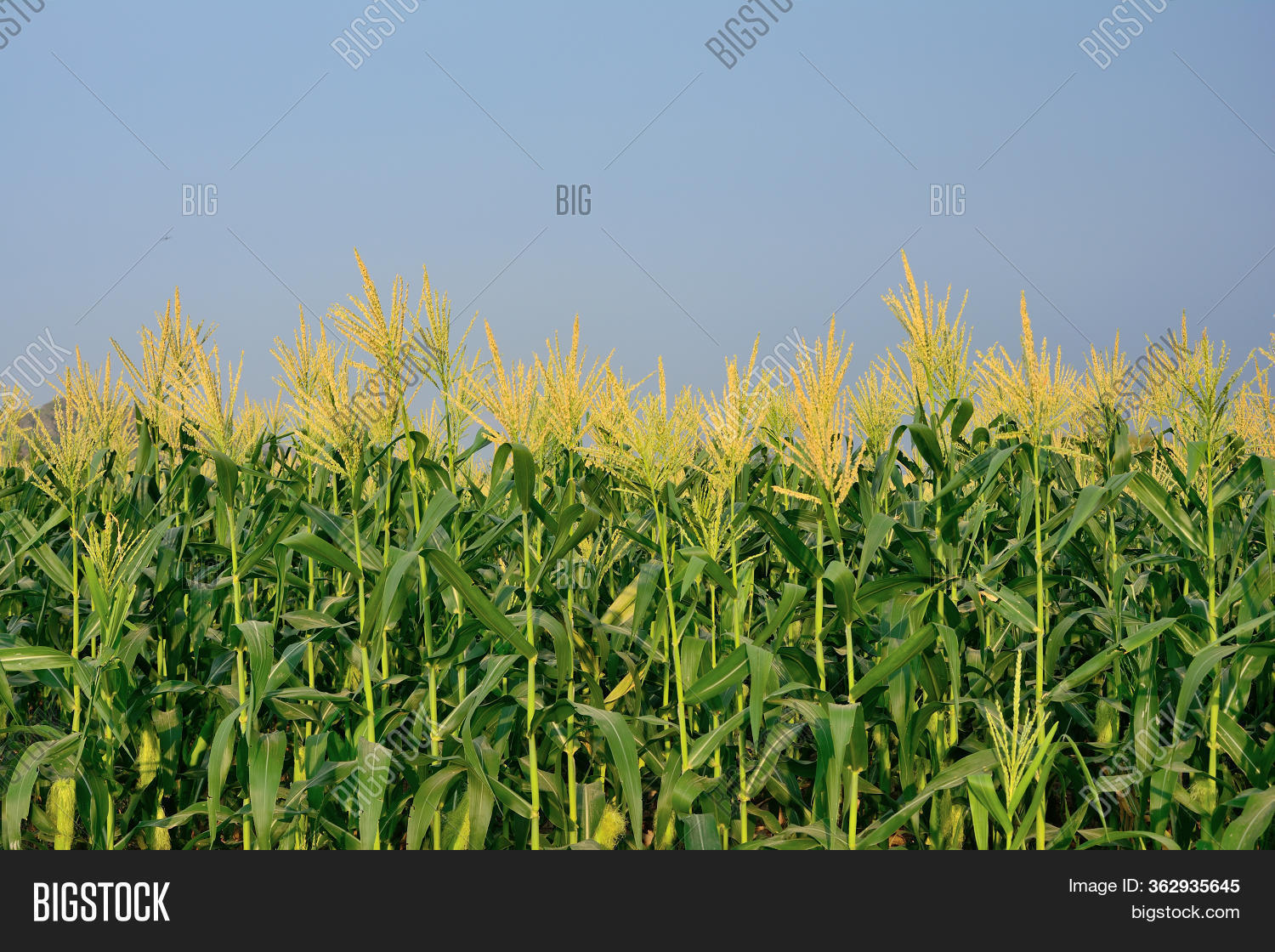 Close Group Corn Image & Photo (Free Trial) | Bigstock