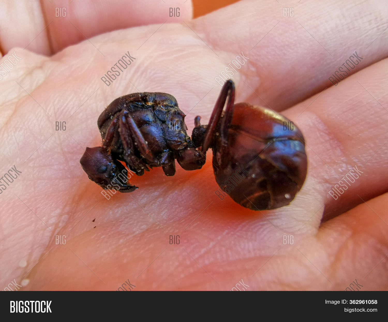 Edible Ant Traditional Image & Photo (Free Trial) | Bigstock