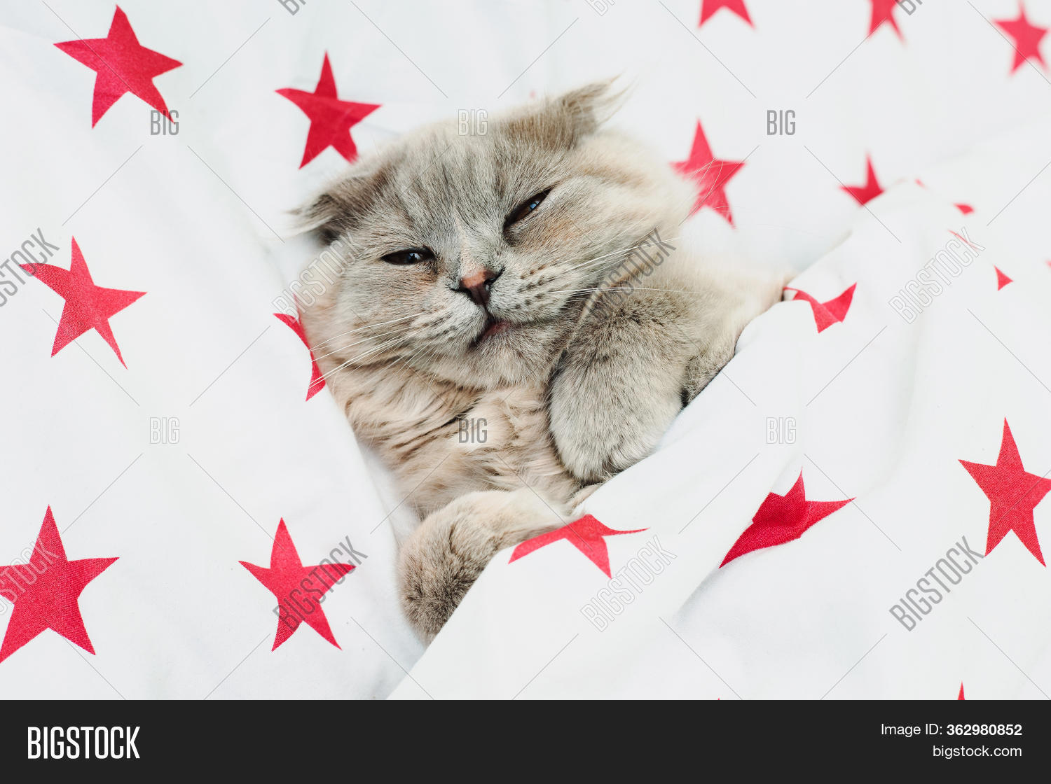 Sleeping Cat Under Image & Photo (Free Trial) | Bigstock