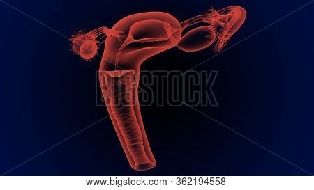 Female 图片和照片（免费试用） | Bigstock