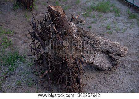 Fallen Tree. Torn Tree Image & Photo (Free Trial) | Bigstock