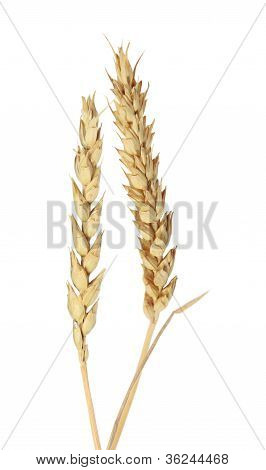 Beardless Wheat Image & Photo (Free Trial) | Bigstock