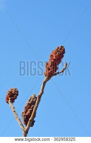 Staghorn Sumac Flower Image & Photo (Free Trial) | Bigstock