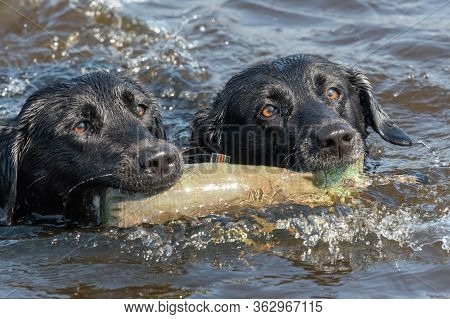 Two Black Labradors Image & Photo (Free Trial) | Bigstock