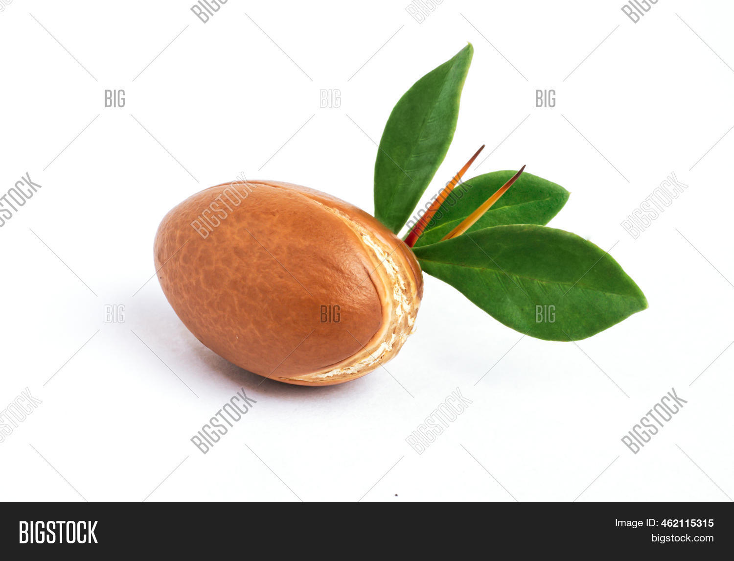 Argan Tree Nut And Leaf