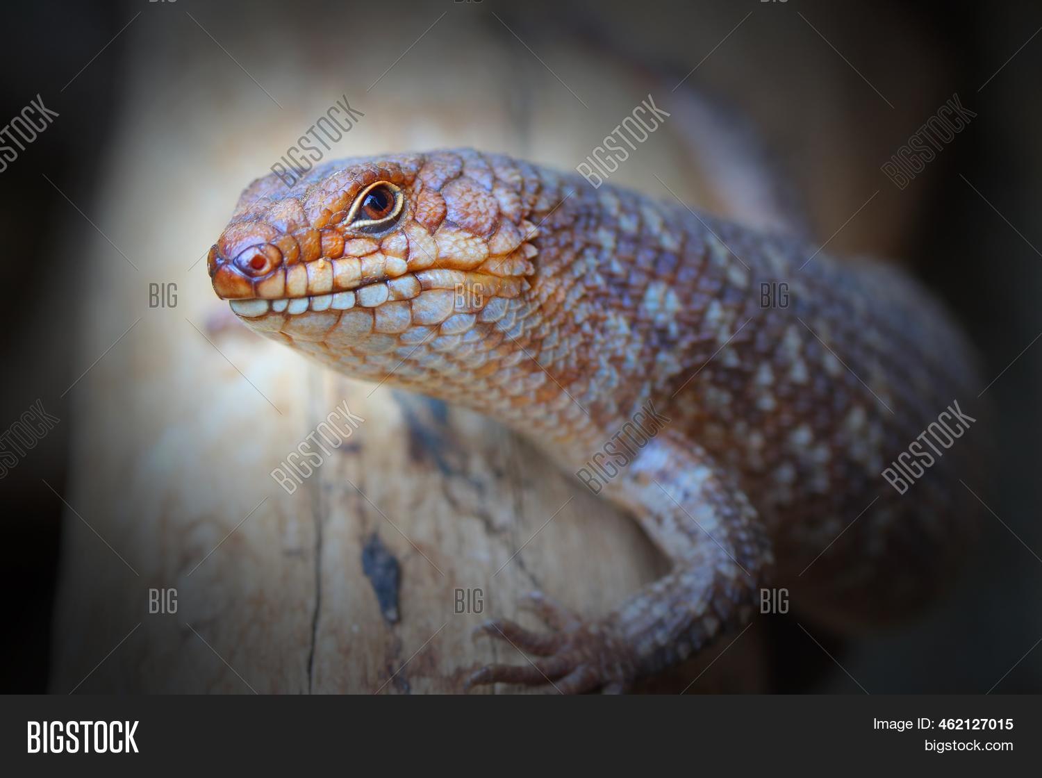Sandfish Skink - Image & Photo (Free Trial) | Bigstock