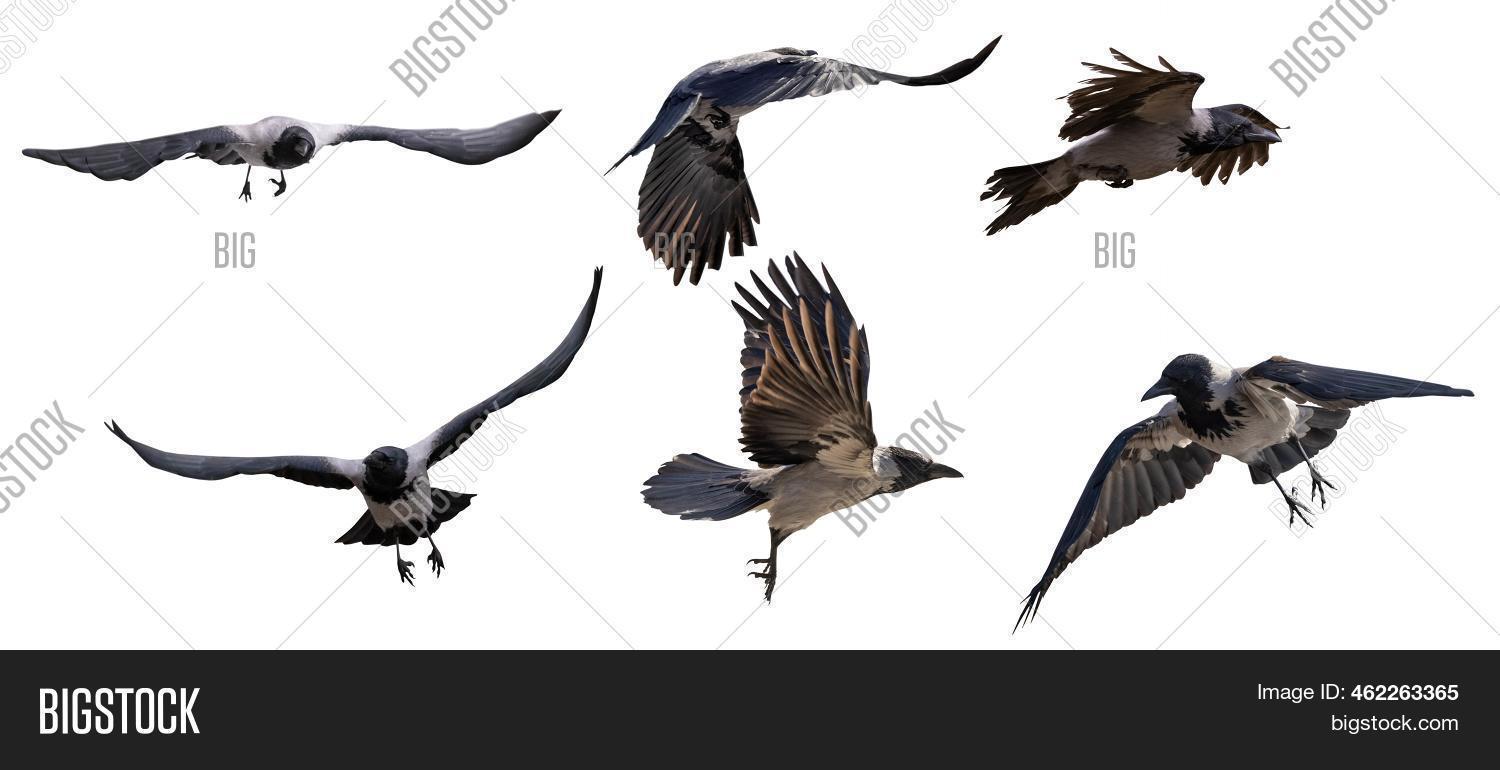Flying Grey Crows Image & Photo (Free Trial) | Bigstock