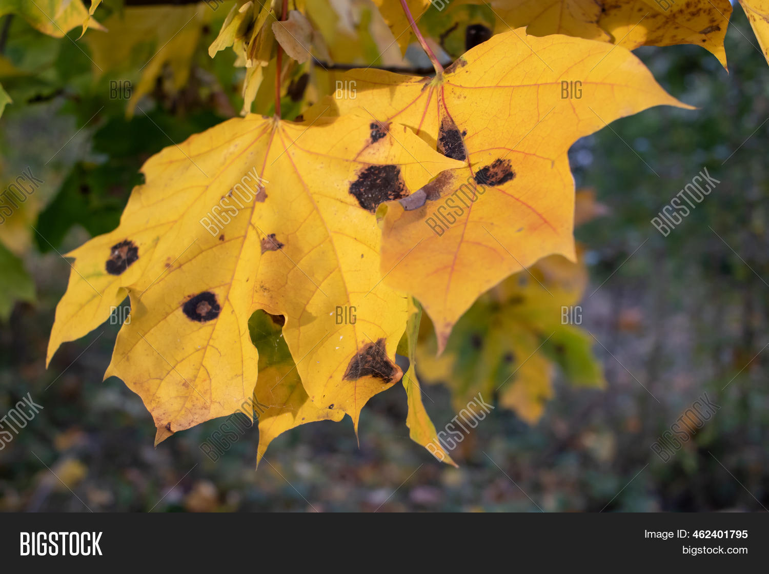 Black Spots On Maple Image & Photo (Free Trial) | Bigstock