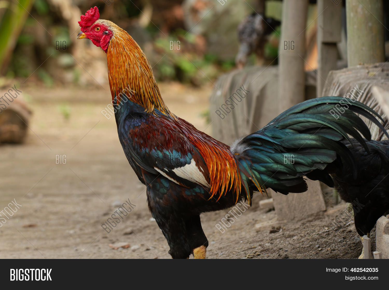 Black Rosster Orange Image & Photo (Free Trial) | Bigstock
