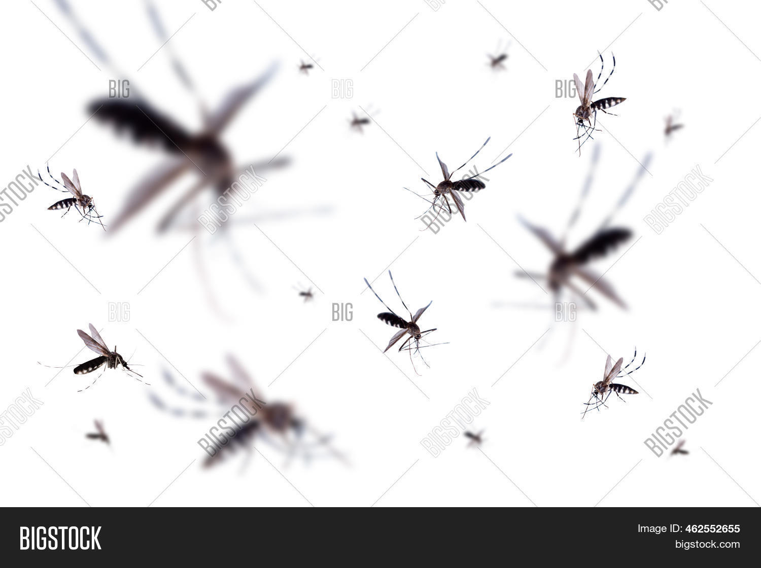 Flying Mosquitoes Image & Photo (Free Trial) | Bigstock