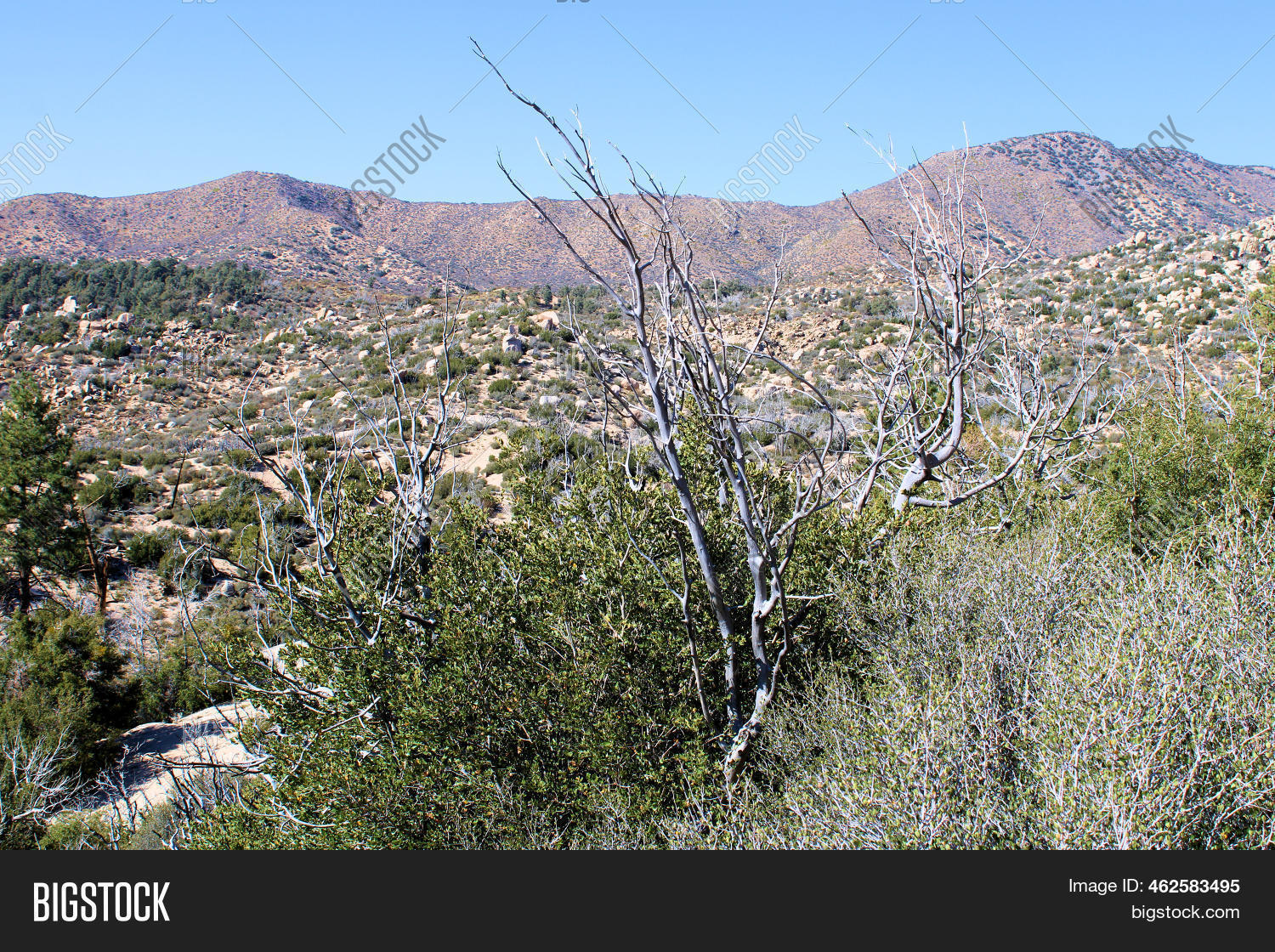 Chaparral Plants On Image & Photo (Free Trial) | Bigstock