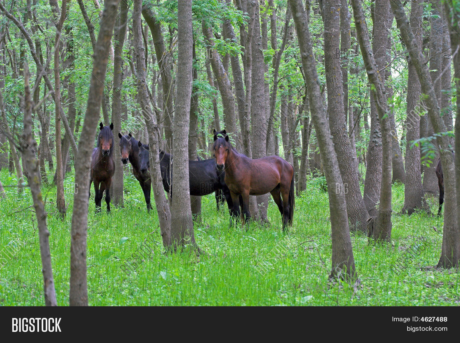 Wild Horses Letea Image & Photo (Free Trial) | Bigstock