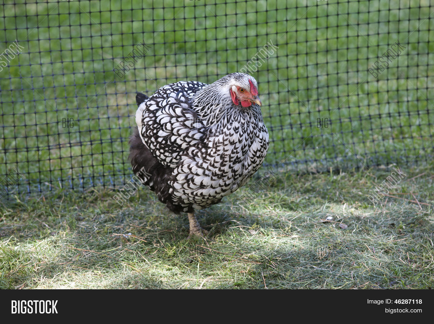 Portrait Hen Grass Image & Photo (Free Trial) | Bigstock
