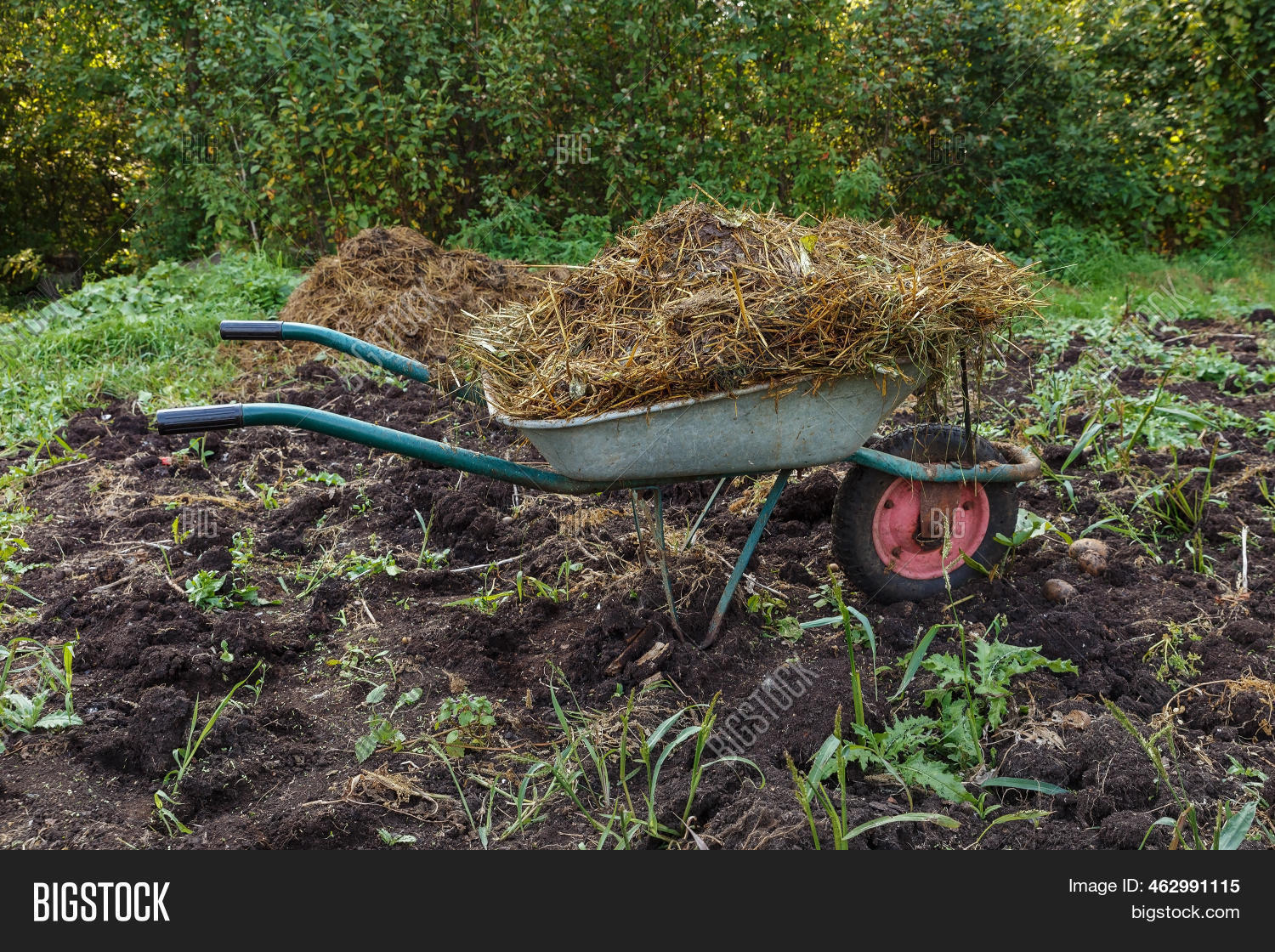 Wheelbarrow Cattle Image & Photo (Free Trial) | Bigstock