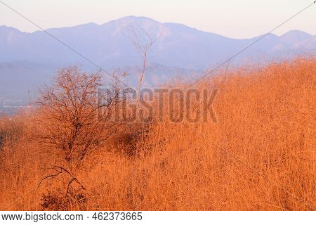 Arid Grasslands During Image & Photo (Free Trial) | Bigstock