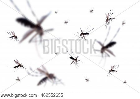 Flying Mosquitoes Image & Photo (Free Trial) | Bigstock