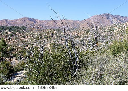 Chaparral Plants On Image & Photo (Free Trial) | Bigstock