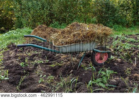 Wheelbarrow Cattle Image & Photo (Free Trial) | Bigstock