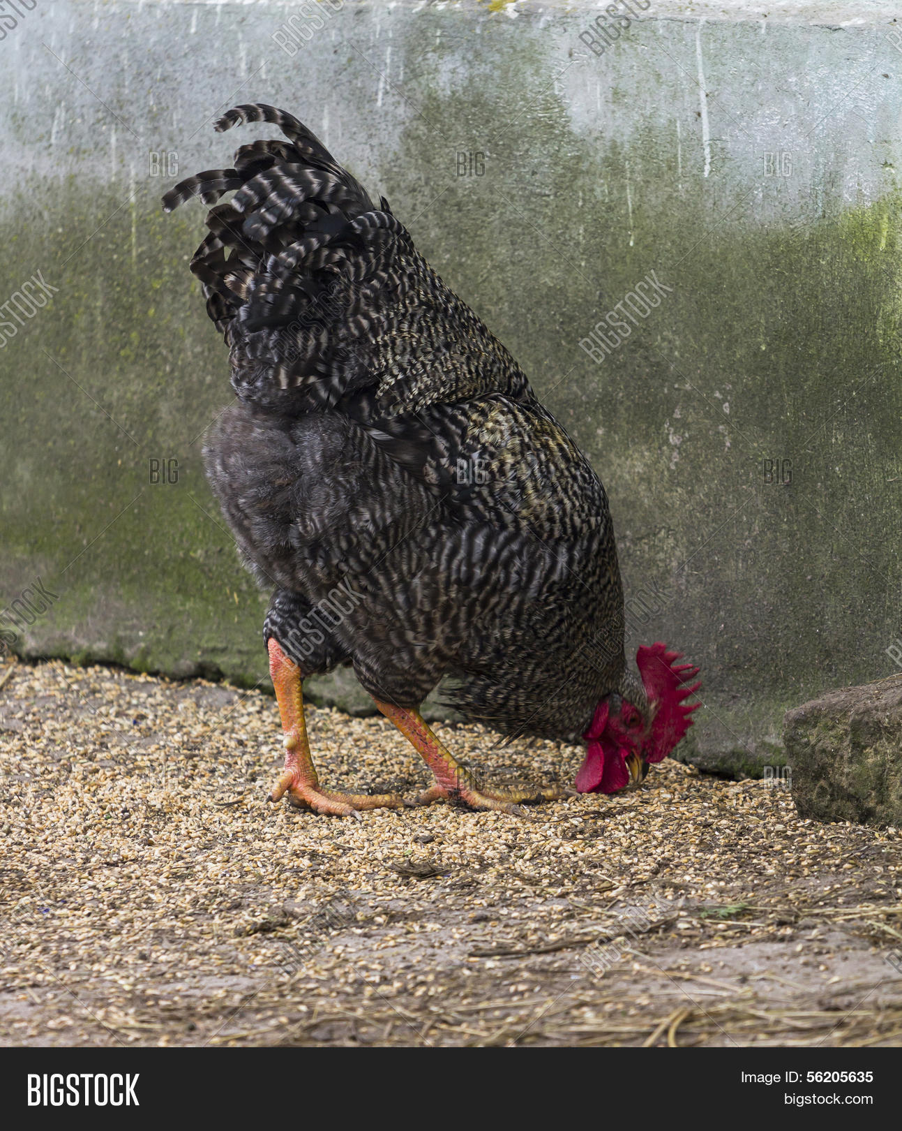Rooster Bending Down Image & Photo (Free Trial) | Bigstock