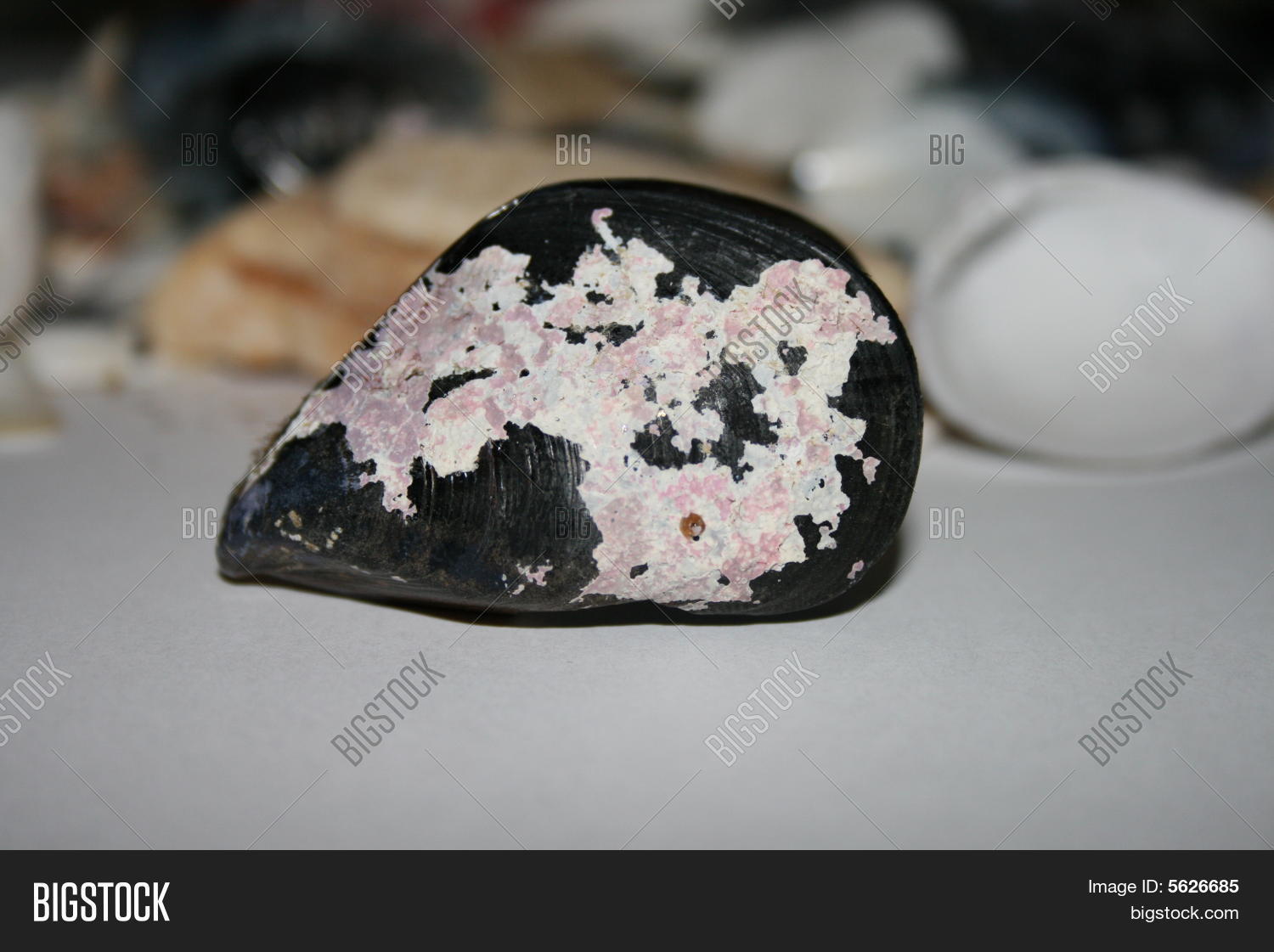 Black Natural Mollusk Image & Photo (Free Trial) | Bigstock