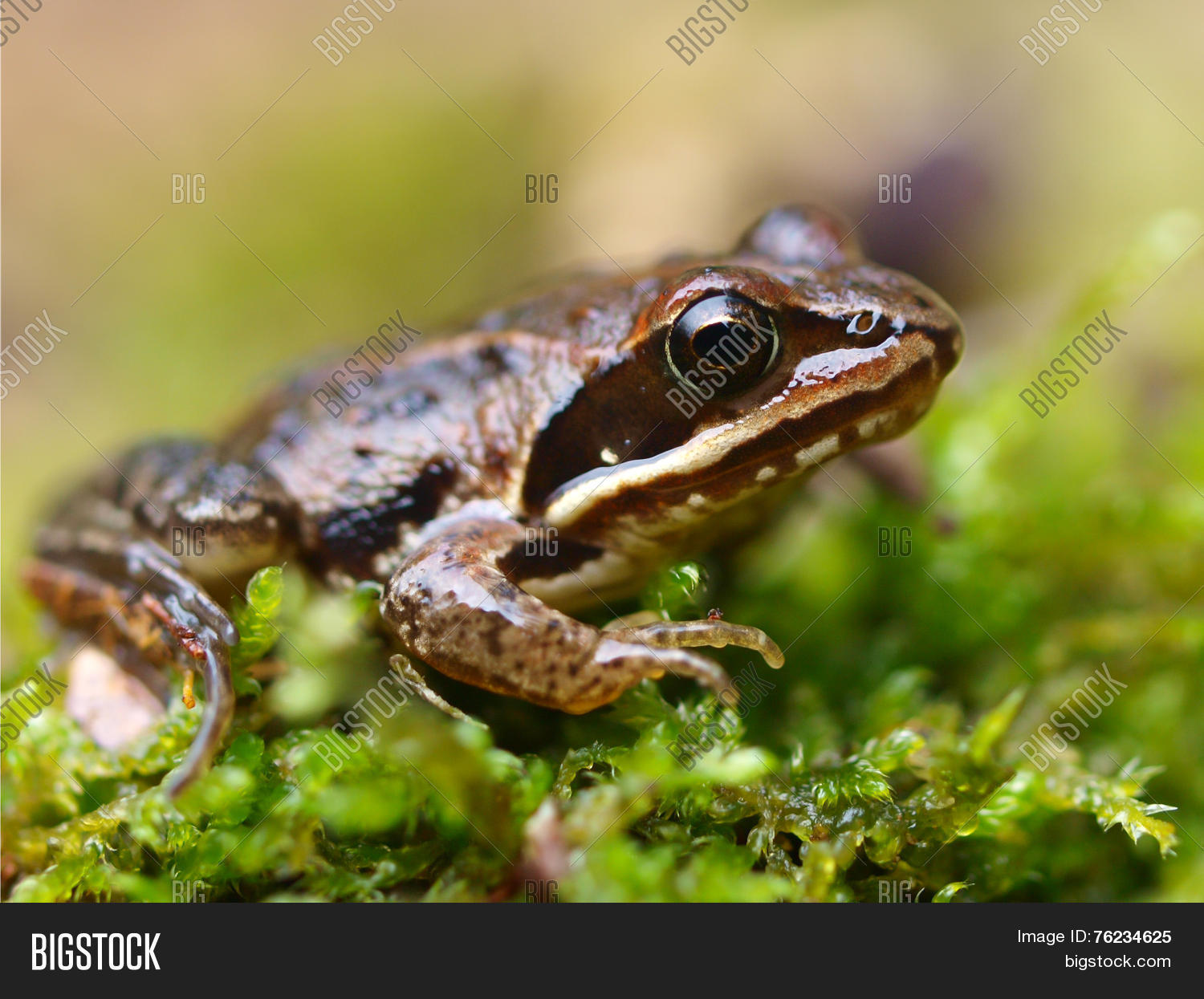 Rana Arvalis, Europan Image & Photo (Free Trial) | Bigstock